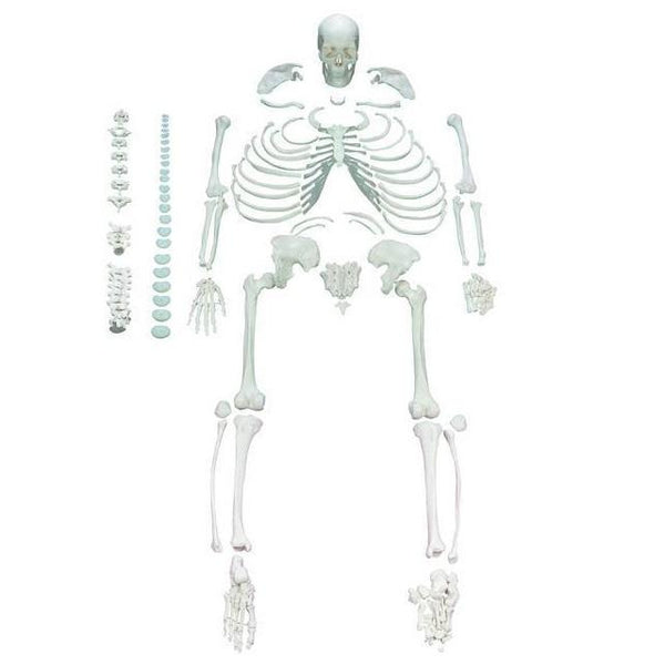 Anatomical Skeleton Diagram