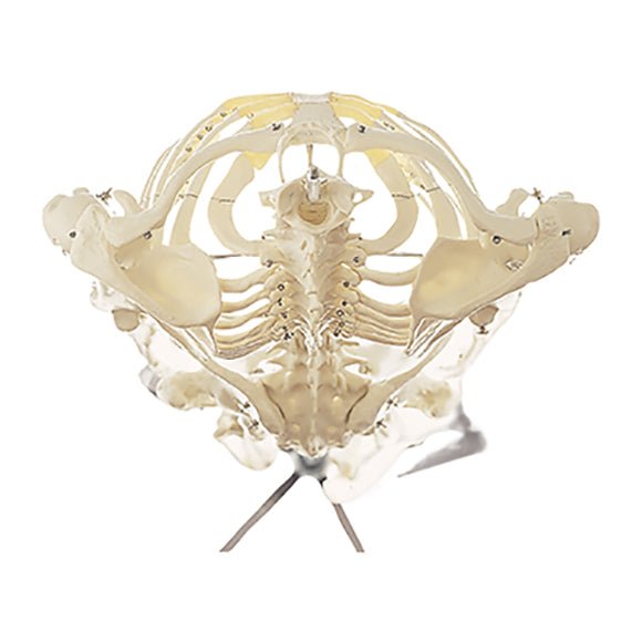 SOMSO Artificial Human Skeleton Life-size – GTSimulators.com