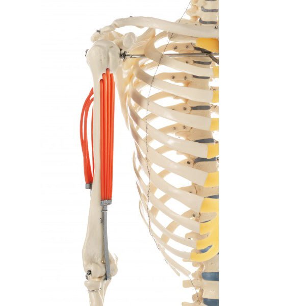 SOMSO Artificial Human Skeleton Model – GTSimulators.com