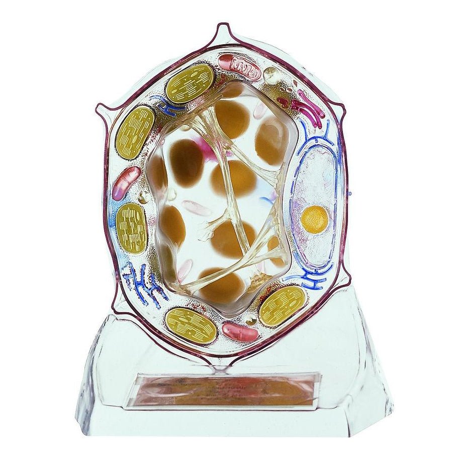 Somso Plant Cell Models Enlarged Several Times – Tagged "Plant Anatomy ...