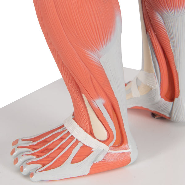 1/3 Life-Size Mini Muscle Figure, 2-part – GTSimulators.com