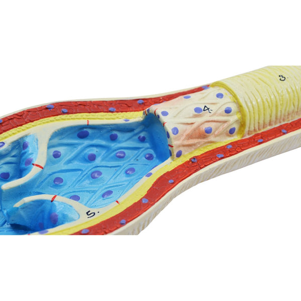 3 Piece Artery, Vein and Capillary Model Set, 13 Inch - Enlarged - Num ...