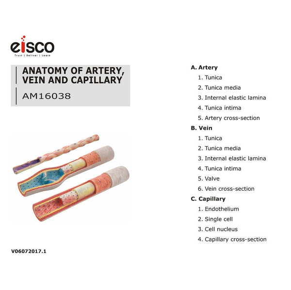3 Piece Artery, Vein and Capillary Model Set, 13 Inch - Enlarged - Num ...