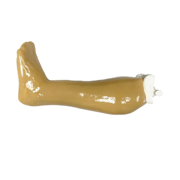 Adult Full Human Body Phantom for X-Ray CT & MRI Training ...