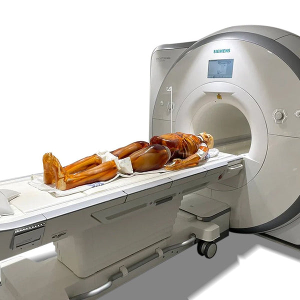 Adult Full Human Body Phantom for X-Ray, CT Scan and Ultrasound ...