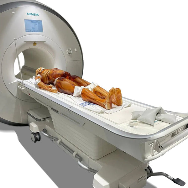 Adult Full Human Body Phantom for X-Ray, CT Scan and Ultrasound ...