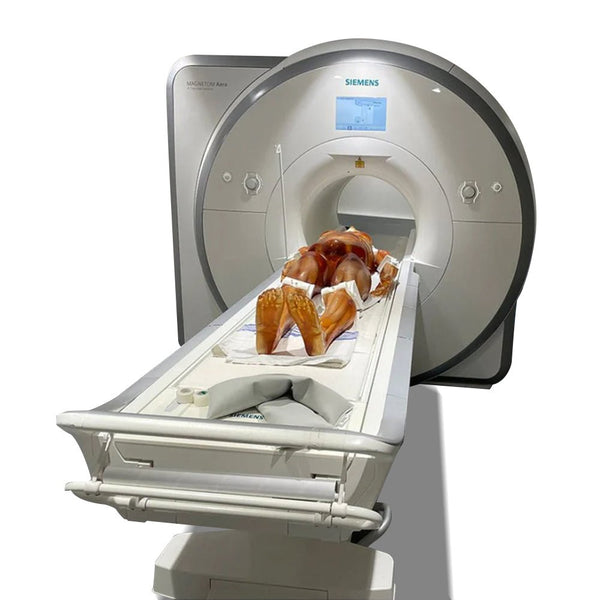 Adult Full Human Body Phantom for X-Ray, CT Scan and Ultrasound ...