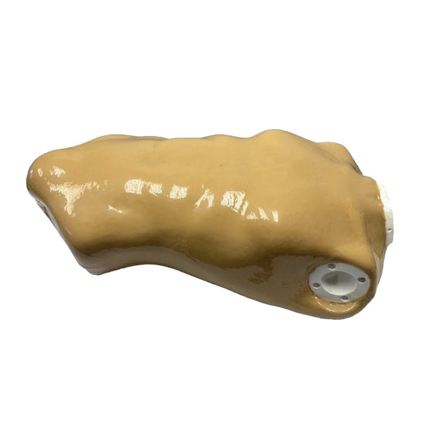 Adult Full Human Body Phantom (with Muscles) for X-Ray, CT Scan and Ul ...