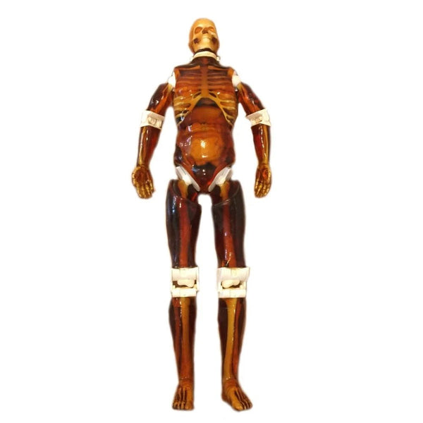 Adult Full Human Body Phantom (with Muscles) for X-Ray, CT Scan and Ul ...