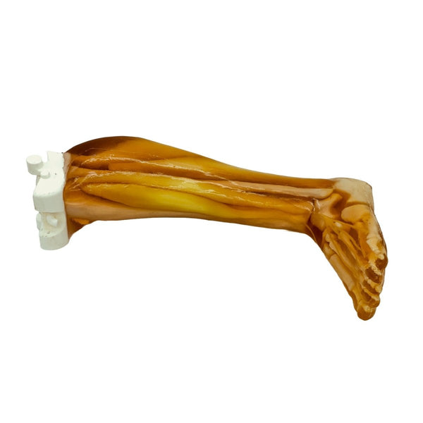 Adult Leg Phantom with Muscles for for X-Ray CT and Ultrasound ...