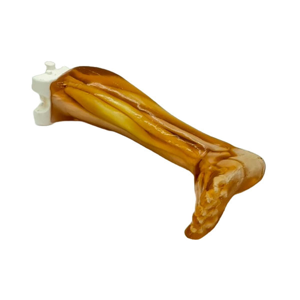 Adult Leg Phantom with Muscles for for X-Ray CT and Ultrasound ...