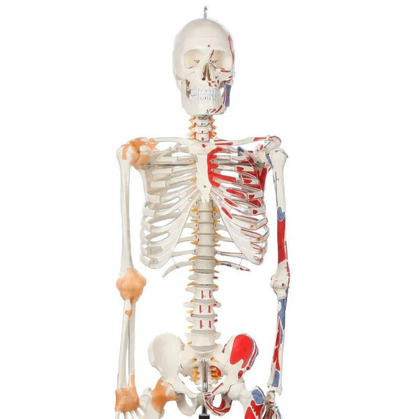 Adult Skeleton with Muscles & Ligaments Mounted on Stand with Casters ...