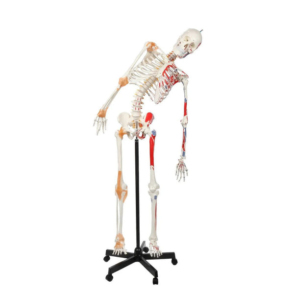 Adult Skeleton with Muscles & Ligaments Mounted on Stand with Casters ...