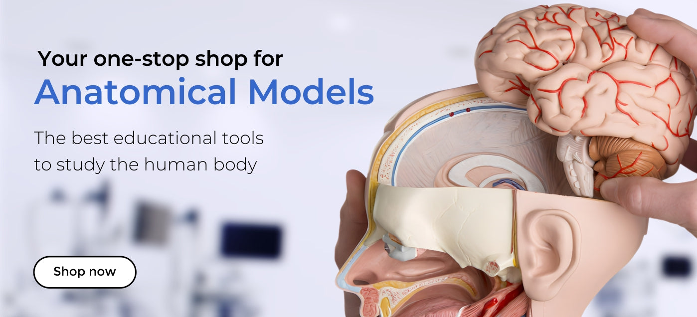 Medical Simulators & Anatomy Models – GTSimulators.com