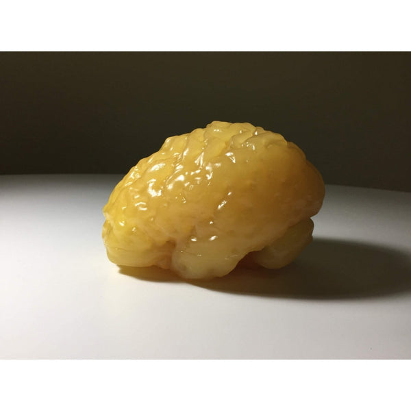 Basic Adult Brain Phantom for Ultrasound, MRI and CT applications ...