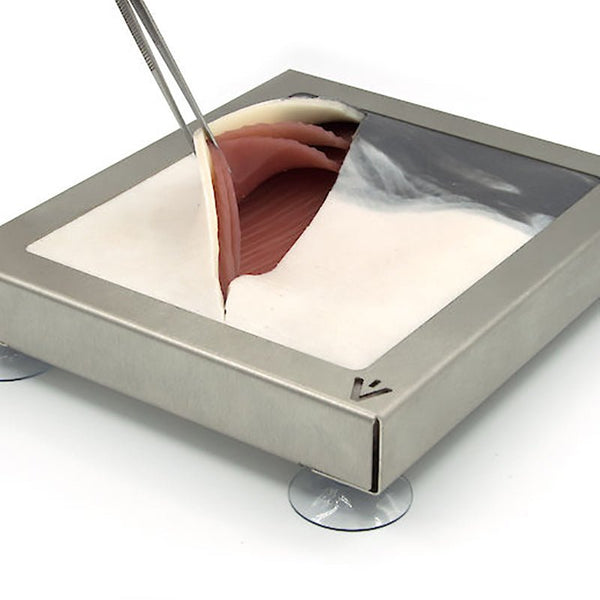 Cow Abdominal Wall Surgical Suture Training Pad for Veterinary Educati ...