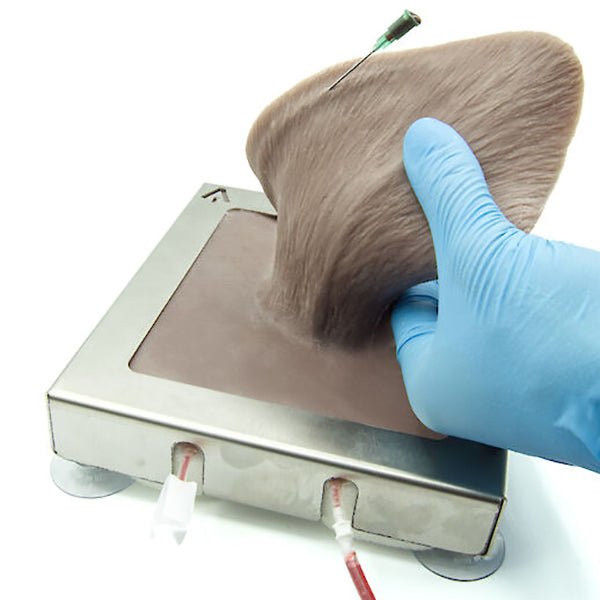 Cow Ear Venipuncture and Catheter Training Model – GTSimulators.com