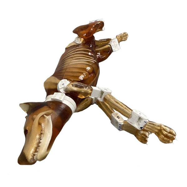 Female Dog Phantom for X-Ray and Ultrasound Imaging – GTSimulators.com