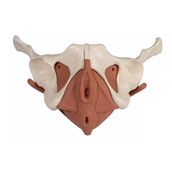 Female Pelvic Floor Model, 12 part, Magnetic – GTSimulators.com