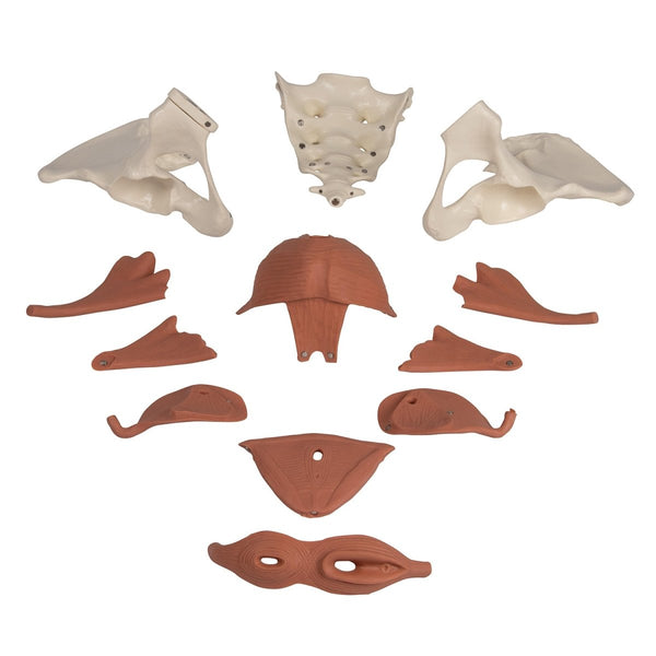 Female Pelvic Floor Model, 12 part, Magnetic – GTSimulators.com