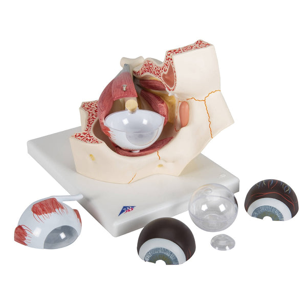 Giant Eye Model, 3x life-size, 7 part – GTSimulators.com