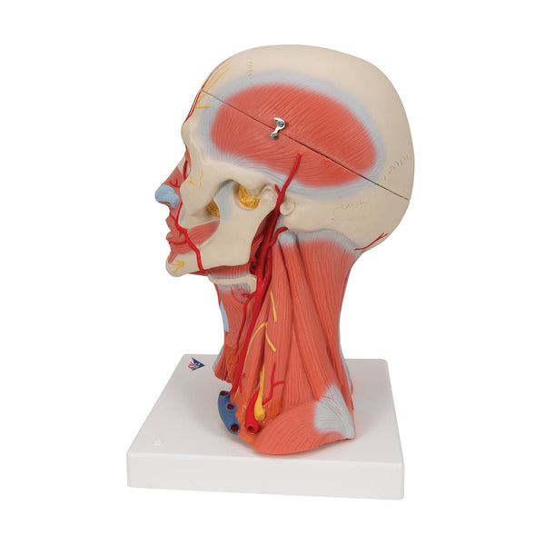 Head and Neck Musculature Model, 5-part – GTSimulators.com