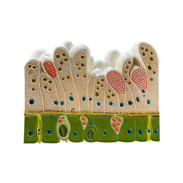 Hydra Model, 4-Parts – GTSimulators.com