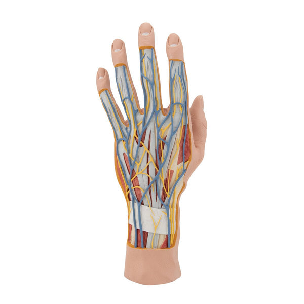 Internal Structure of the Hand Model, 3 part – GTSimulators.com