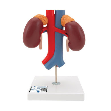 Urology Models | Human Kidney Models | Urinary System – GTSimulators.com