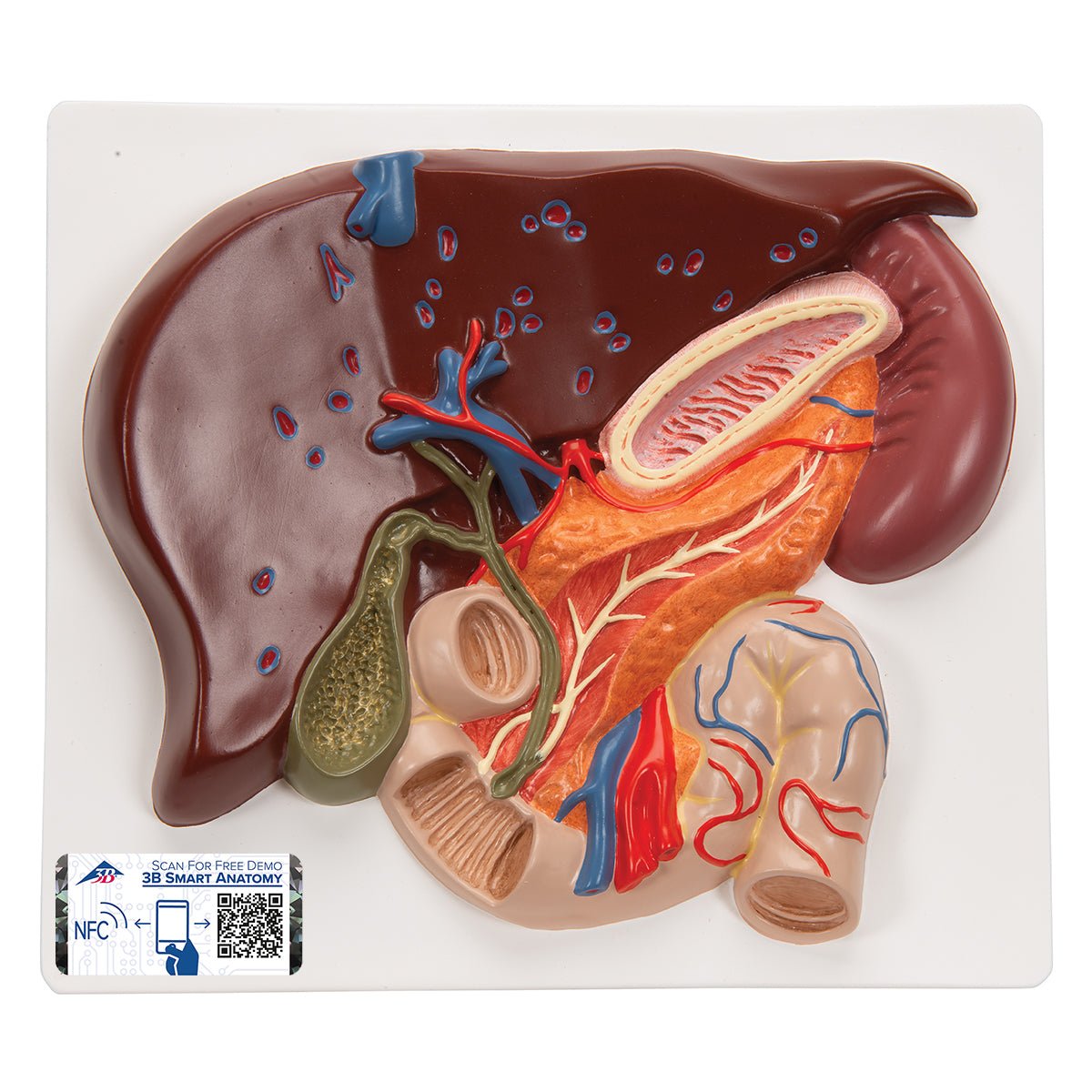 Anatomy Of Liver Pancreas And Gallbladder Liver Anatomy, Illustration