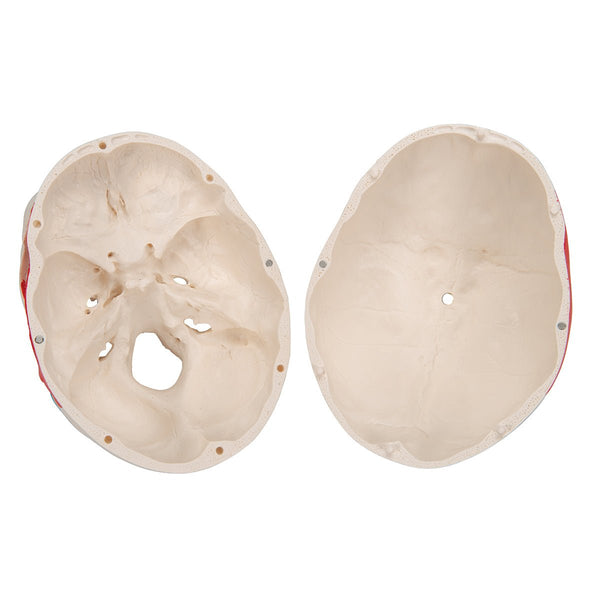 Painted Human Skull Model, 3-part – GTSimulators.com