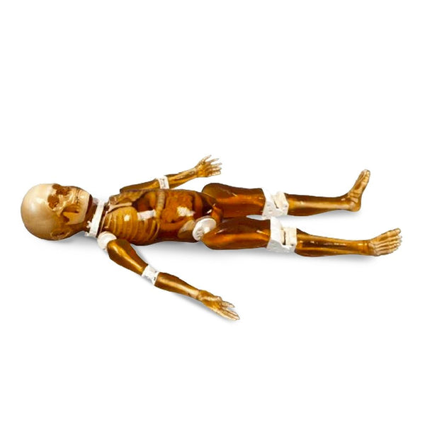 Pediatric Full Human Body Phantom for X-Ray, CT Scan and Ultrasound ...
