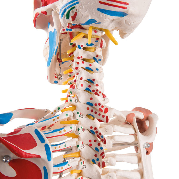 Sam Skeleton with Muscles and Ligaments on Hanging Stand – GTSimulators.com