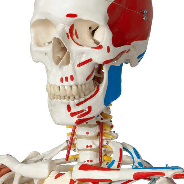 Sam Skeleton with Muscles and Ligaments on Hanging Stand – GTSimulators.com