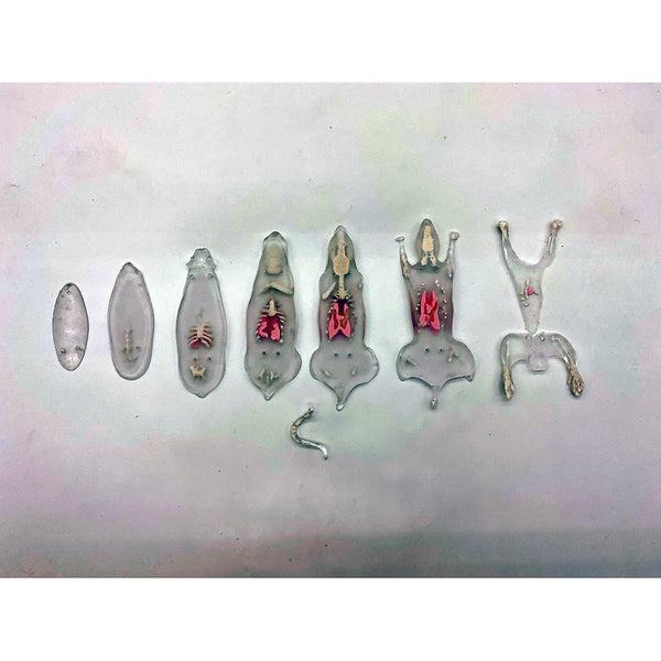 Sectional Rat Phantom for X-Ray and CT Scan – GTSimulators.com