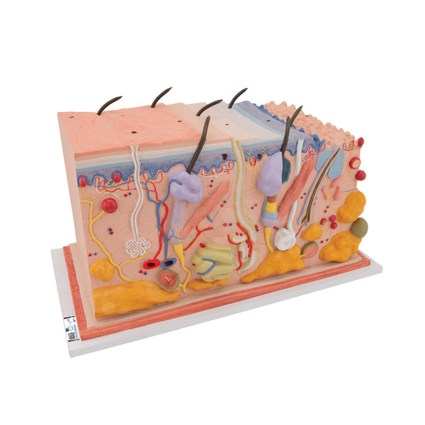 Skin, Block Model, 70 times full-size – GTSimulators.com