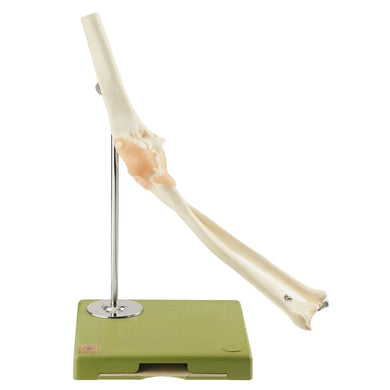 Somso Models | SOMSO Anatomy Models – GTSimulators.com