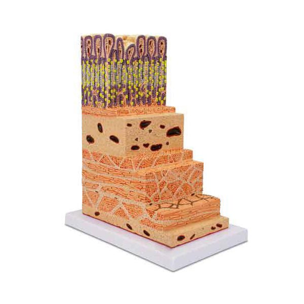 Stomach Wall Micro-Anatomy Model, 150X Enlarged – GTSimulators.com