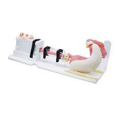 Koken EGD (Esophago-Gastro-Duodenoscopy) Simulator – GTSimulators.com