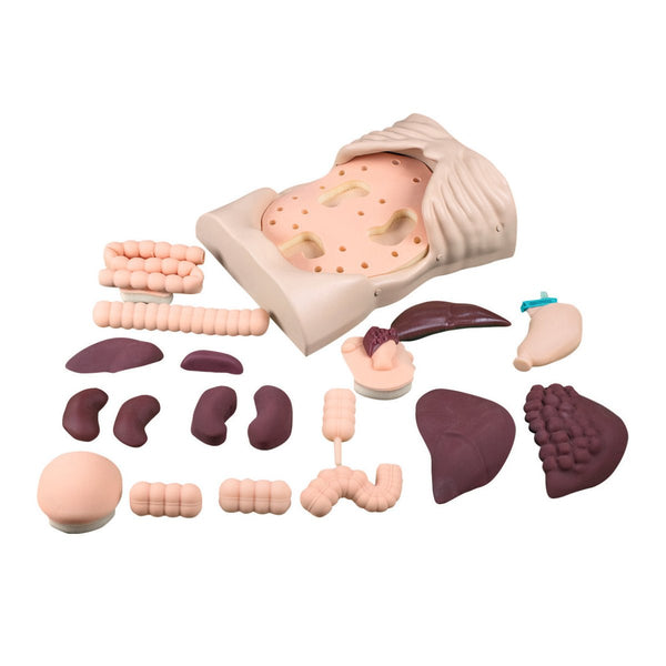 XR-Body - Abdominal Palpation Simulator, Basic – GTSimulators.com