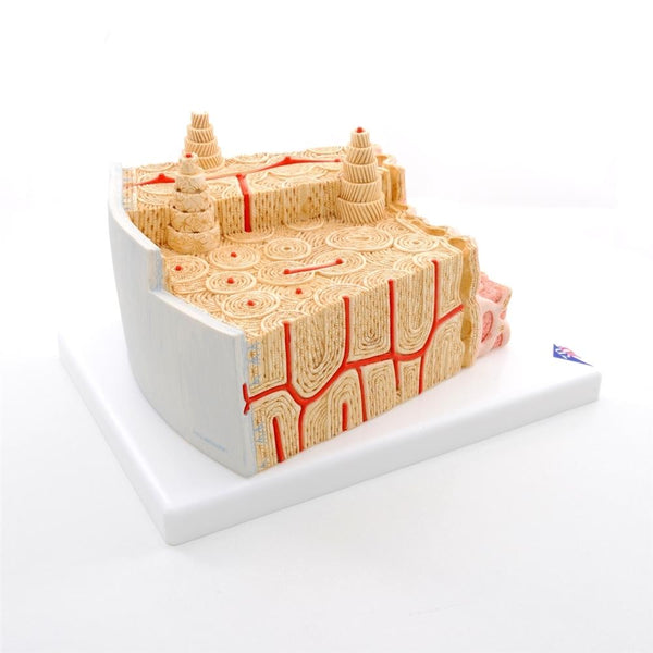3B MICROanatomy Bone structure model, enlarged 80 times – GTSimulators.com