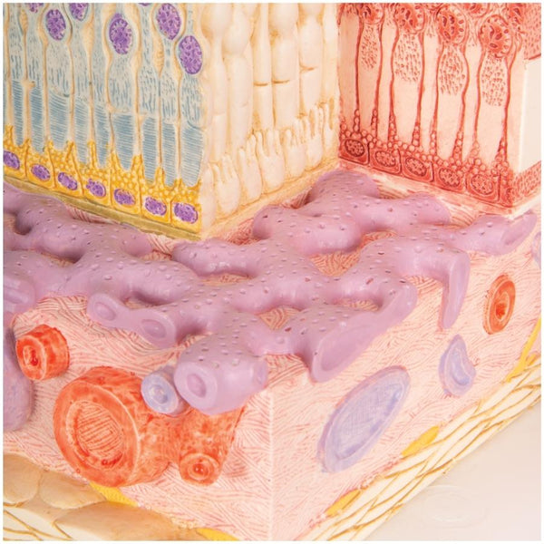 3B MICROanatomy™ Eye Model – GTSimulators.com