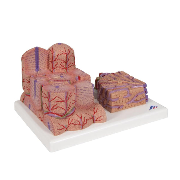3B MICROanatomy Liver Model | MICROanatomy Liver Model – GTSimulators.com