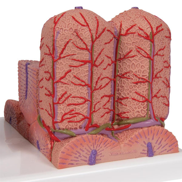 3B MICROanatomy Liver Model | MICROanatomy Liver Model – GTSimulators.com