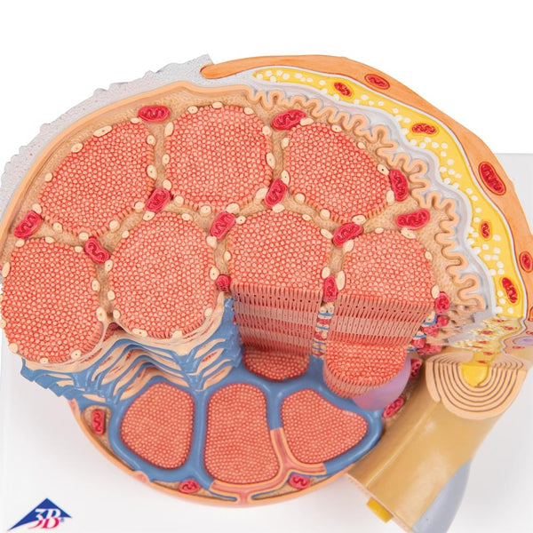 3B MICROanatomy Muscle Fiber Model - 10,000 times magnified ...
