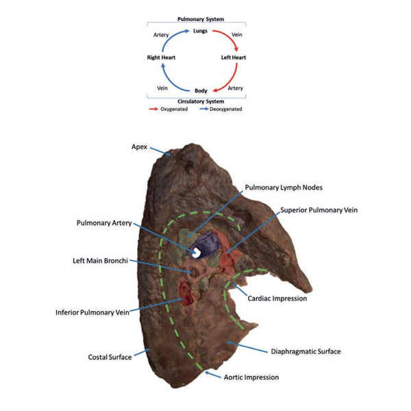 Pulmonary Ligament Cadaver