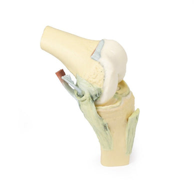 3D Printed Human Joint Models – Tagged "Anatomy Models" – GTSimulators.com