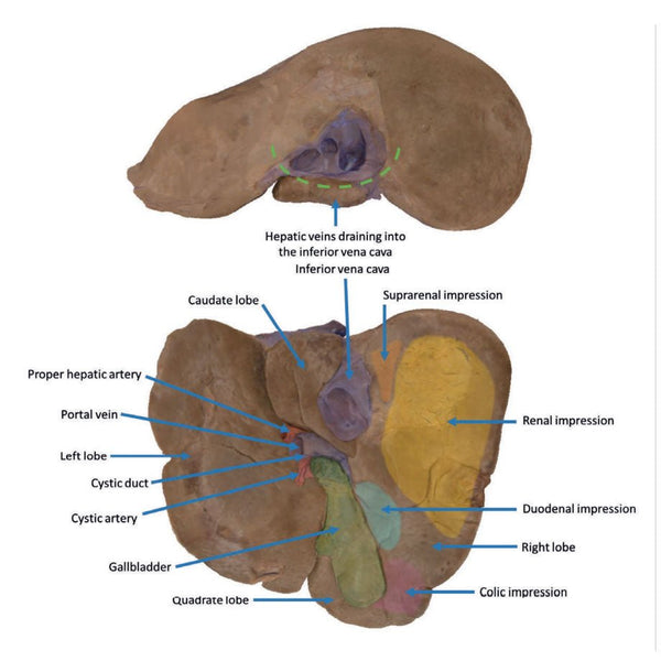 Cat Liver Lobes Caudate