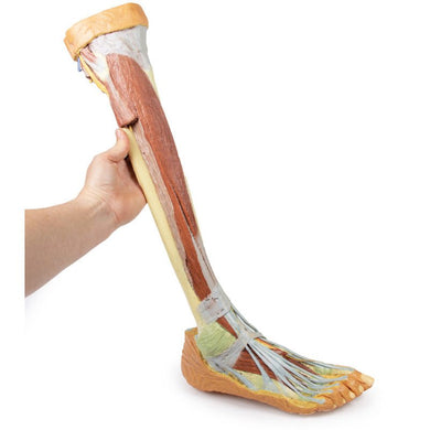 3D Printed Human Extremity Models – Tagged "Anatomy Models ...