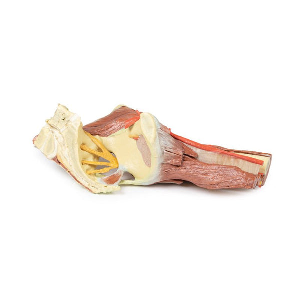 3D Printed Female Pelvis Deep Dissection